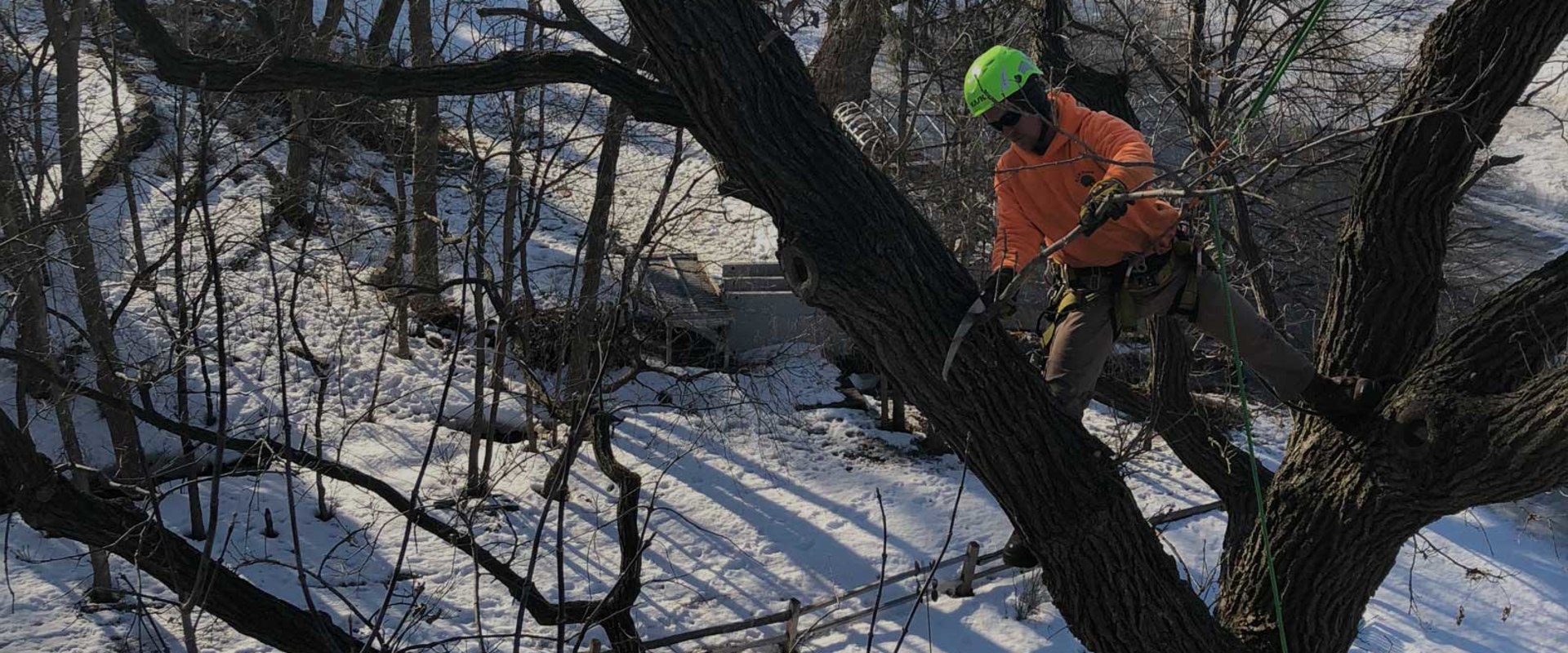 St. Louis Arborist Services: The Importance of Tree Trimming and Pruning